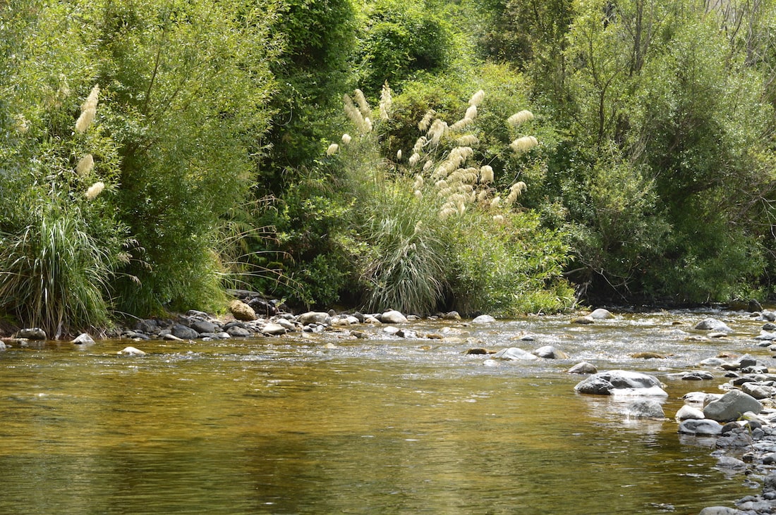 Awa Revegetation Project - Giving back to the river